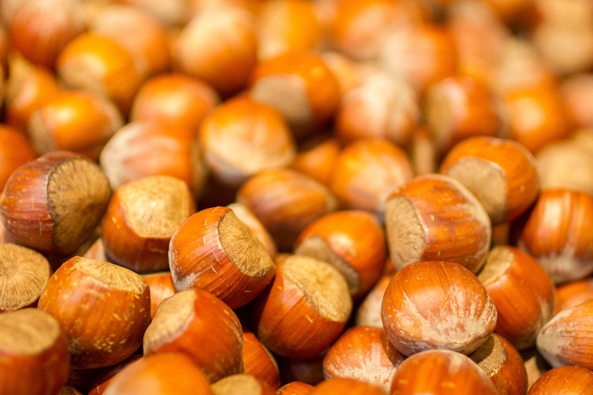 Haselnuss – Ernte, Ideen und die Gesundheit